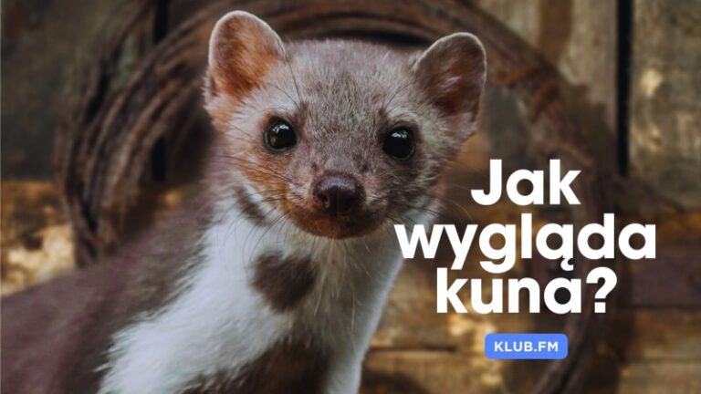 Jak wygląda kuna - charakterystyka